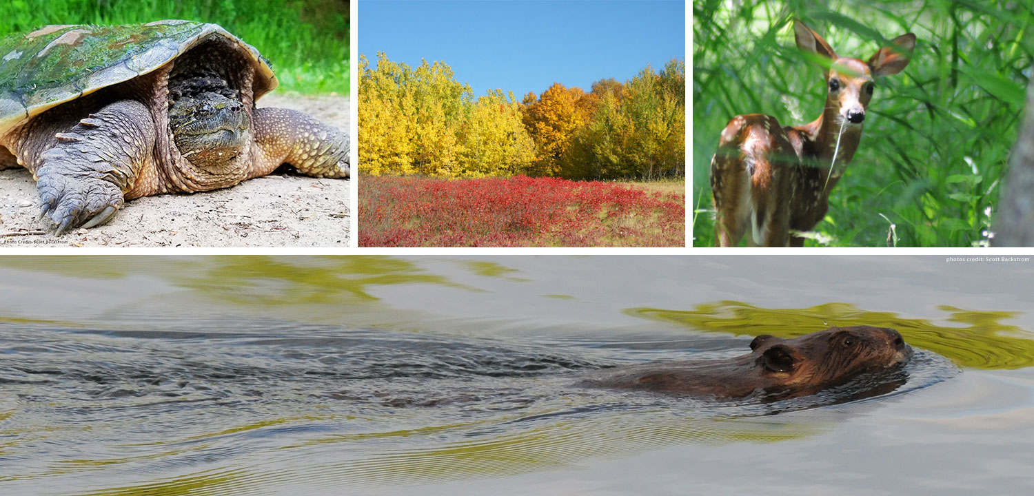 Maplewood State Park - Otter Tail County, MN